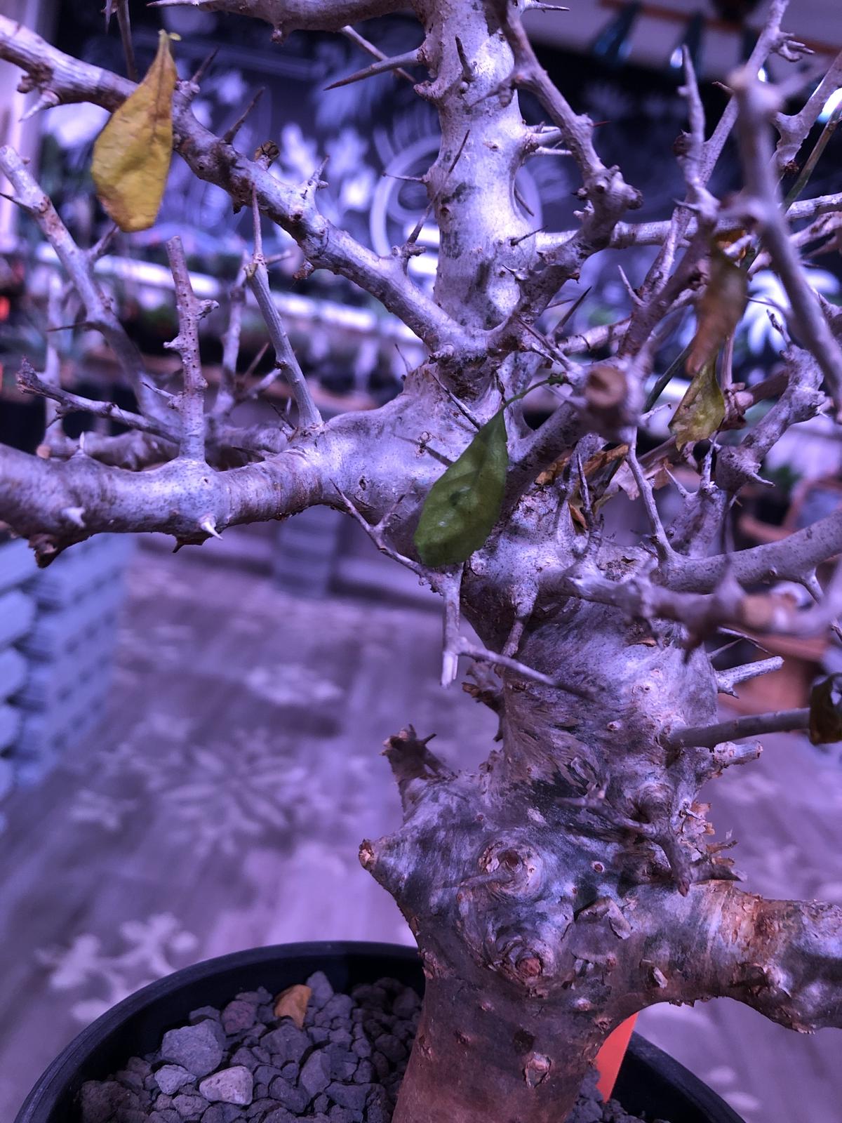 commiphora simplicifolia《 M size》発根済み株※silve...