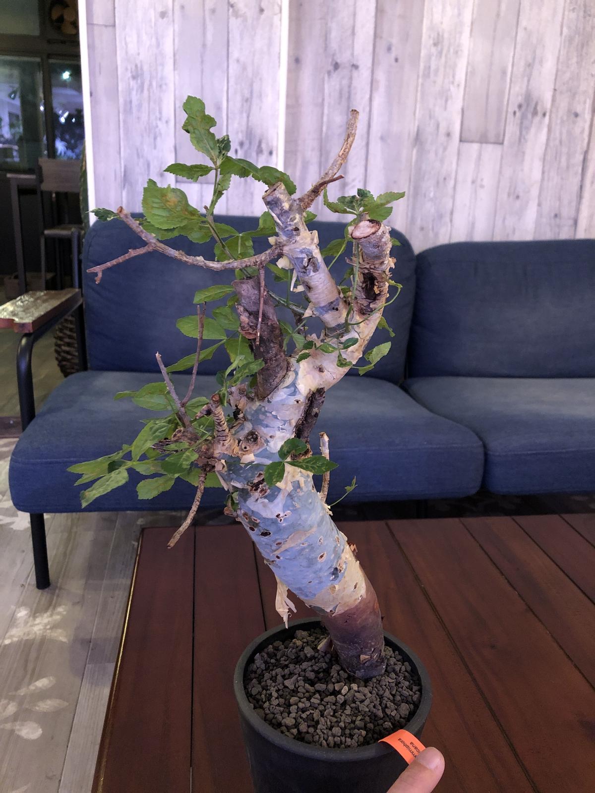 commiphora africana《L size》※mad black pot植え vi...