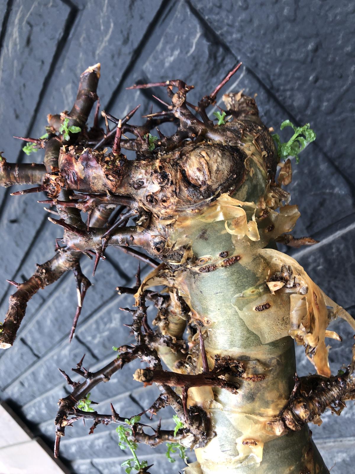 commiphora eminii《LL size》※現地球発根後店主国内管理6年株※極太幹を...