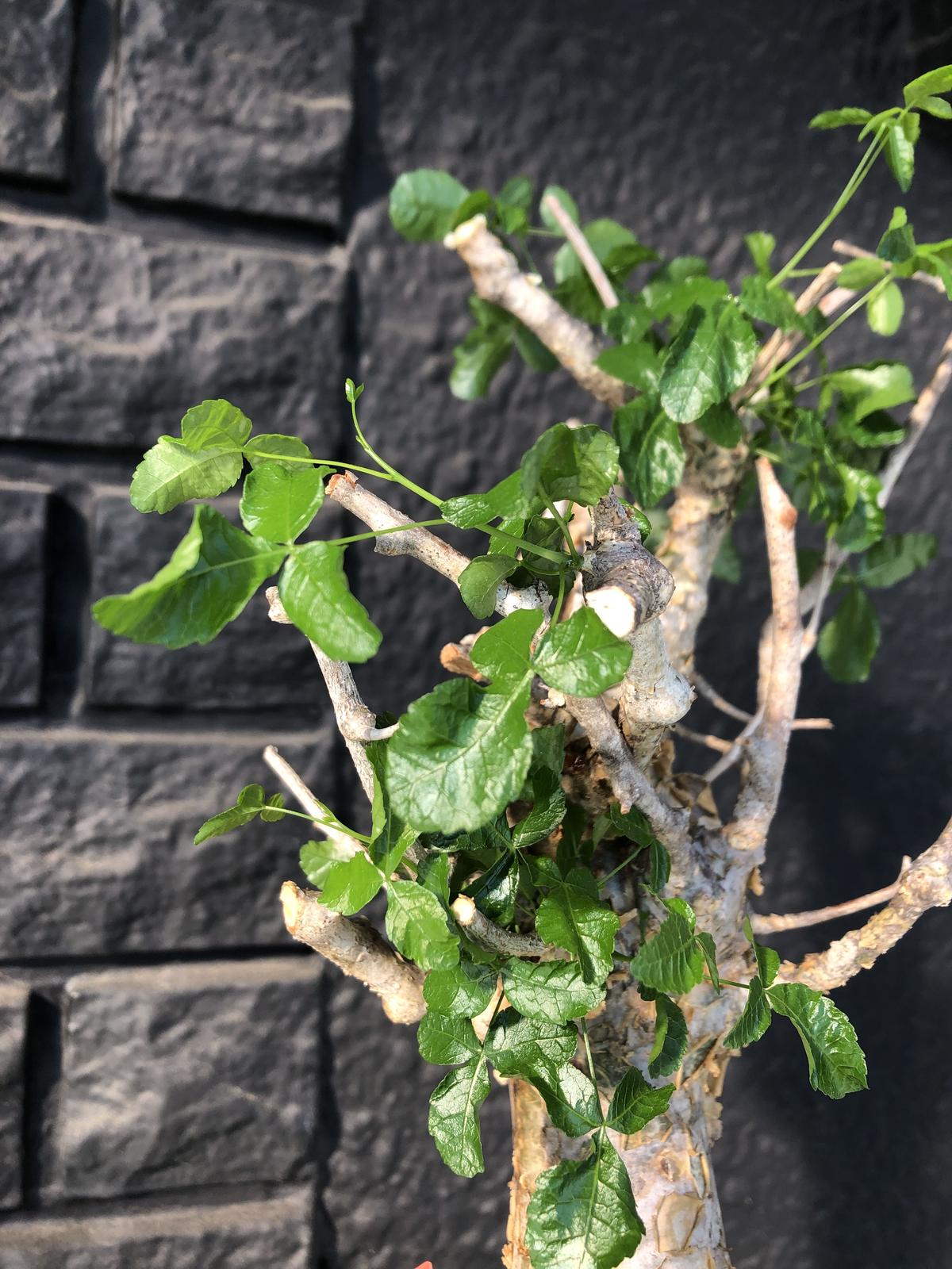 commiphora humbertii《 M size》※発根芽吹き済み株‼︎ ※wi...