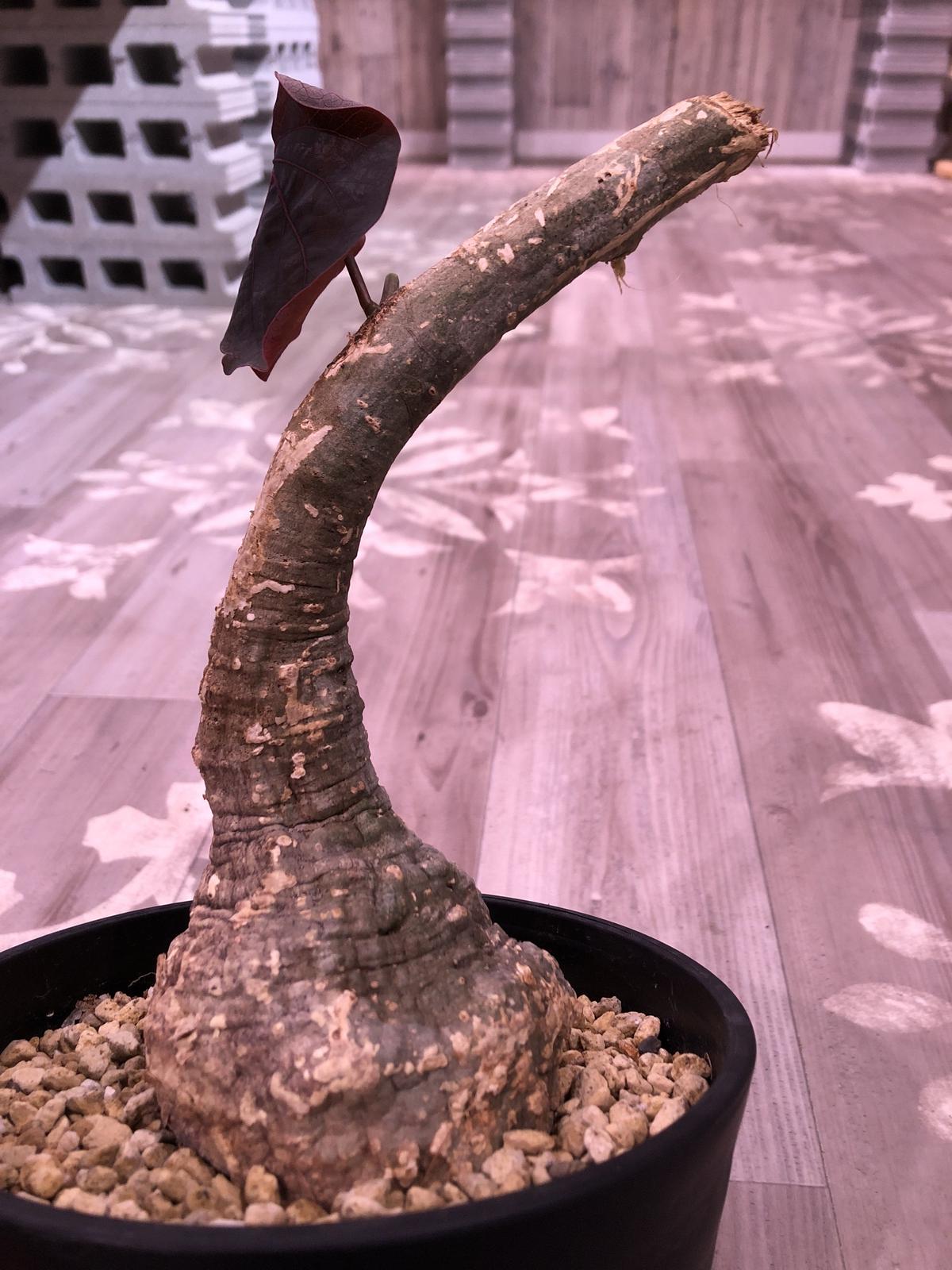 adenia stylosa《L size》 | plants holic "l...