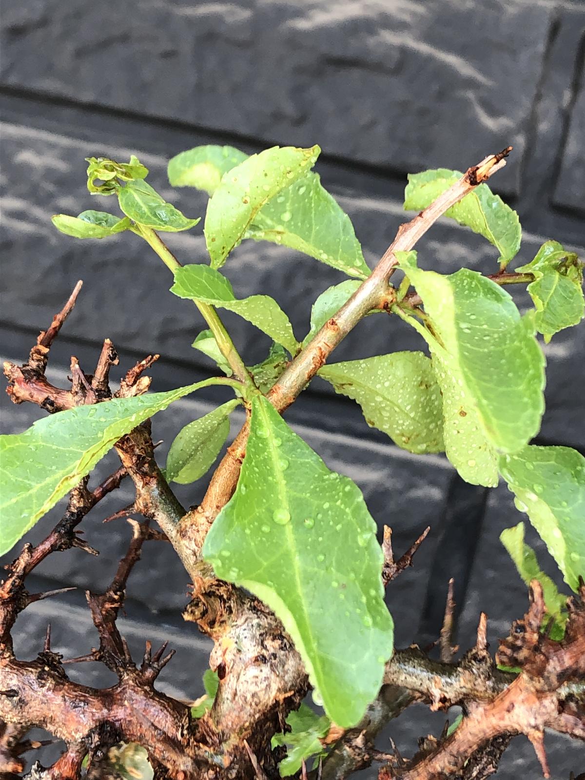 commiphora eminii《大きめLL size》※現地球発根後店主国内管理4年株※幹...