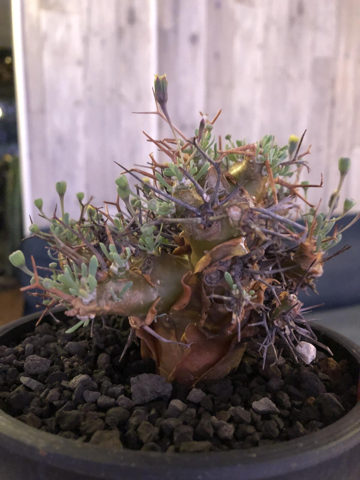 othonna euphorbioides《M size》mad black pot植え...