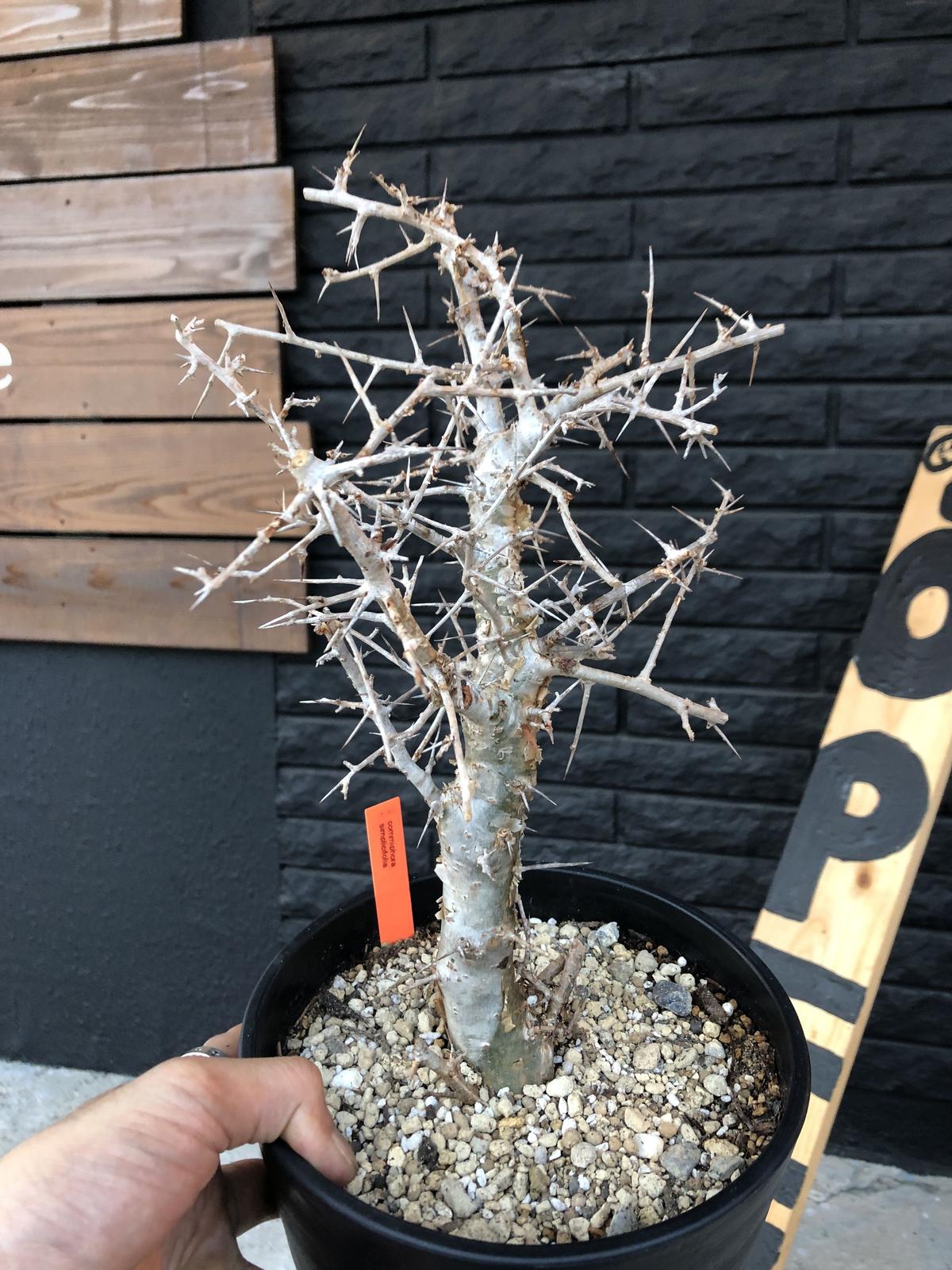 commiphora simplicifolia《L size》シルバーの枝と棘‼︎
