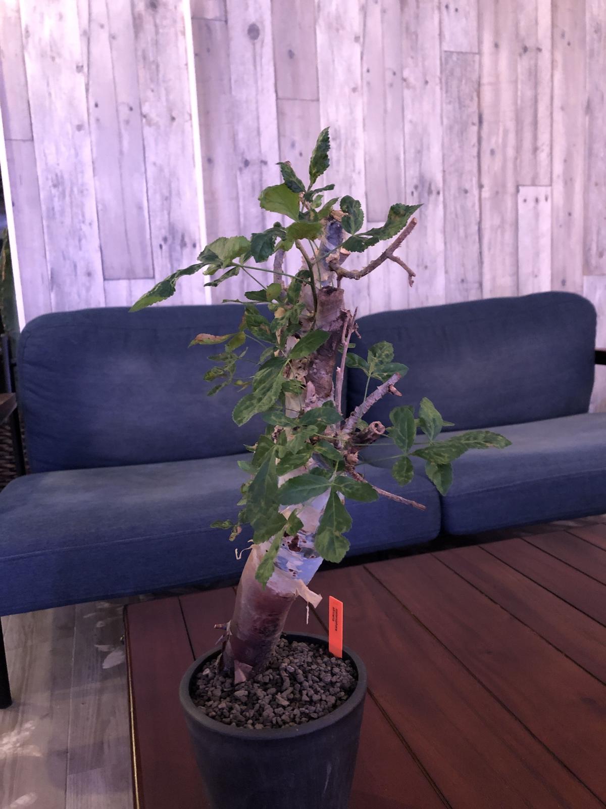 commiphora africana《L size》※mad black pot植え vi...