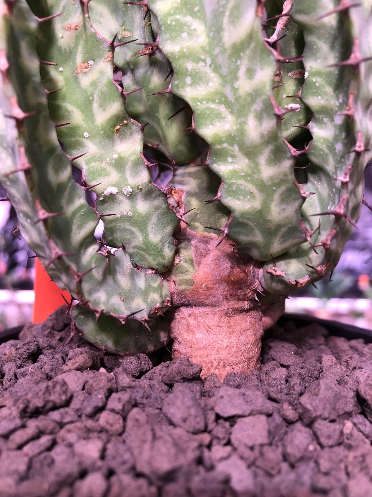euphorbia enormis《M size》※大変カッコいい棘モノ塊根ユーフォルビア‼︎...