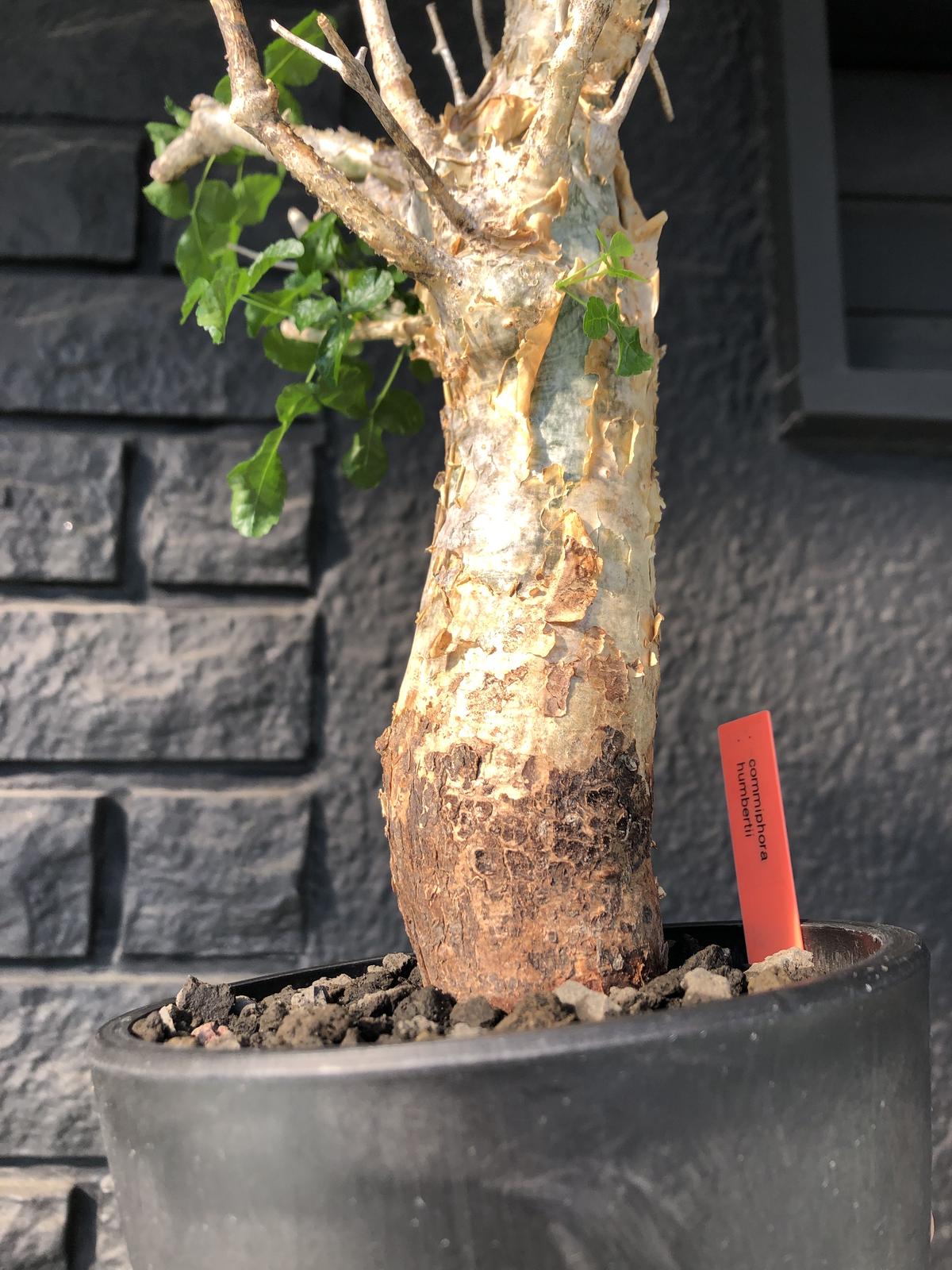 commiphora humbertii《 M size》※発根芽吹き済み株‼︎ ※wi...