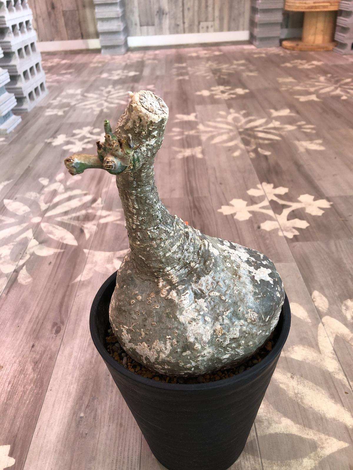 adenia stylosa《XL size》 | plants holic ...