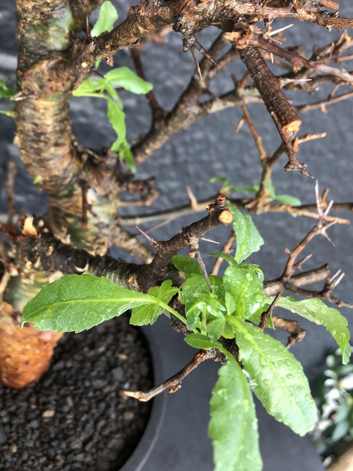 commiphora eminii《L size》※現地球発根後店主国内管理3年株※渋く大変...