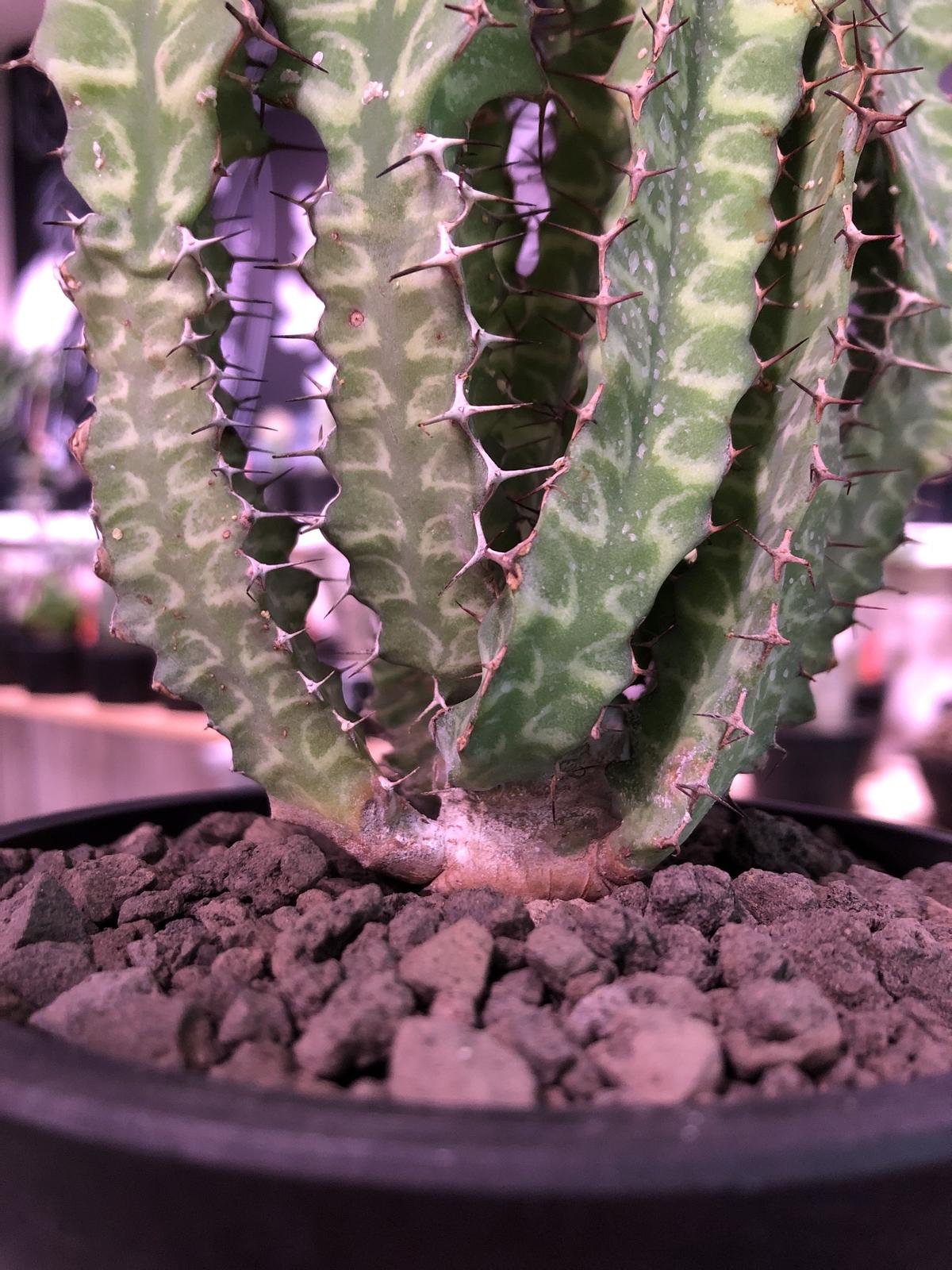 euphorbia enormis《M size》※大変カッコいい棘モノ塊根ユーフォルビア‼︎...