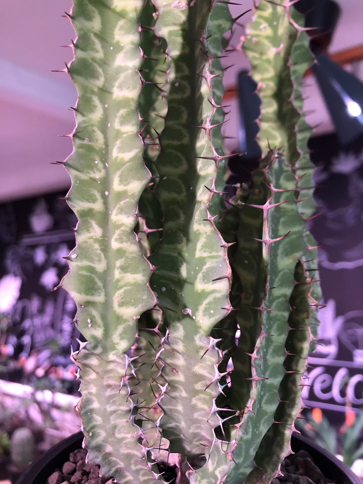 euphorbia enormis《M size》※大変カッコいい棘モノ塊根ユーフォルビア‼︎...