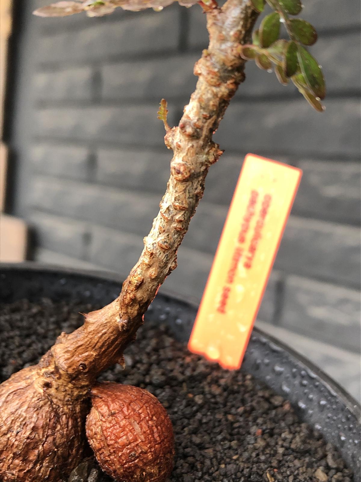 operculicarya pachypus littmon seed🌱 《6年株》※幹...