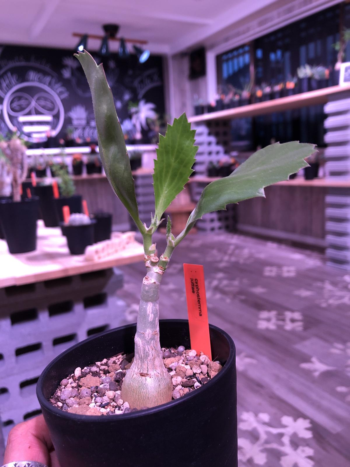 cyphostemma juttae《M size》 | plants holic ...