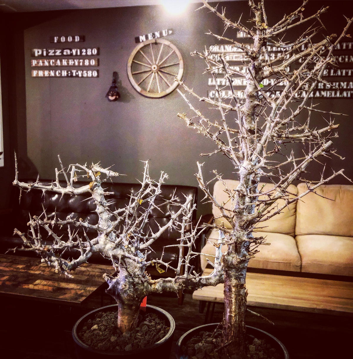 commiphora simplicifolia《 M size》発根済み株※silve...