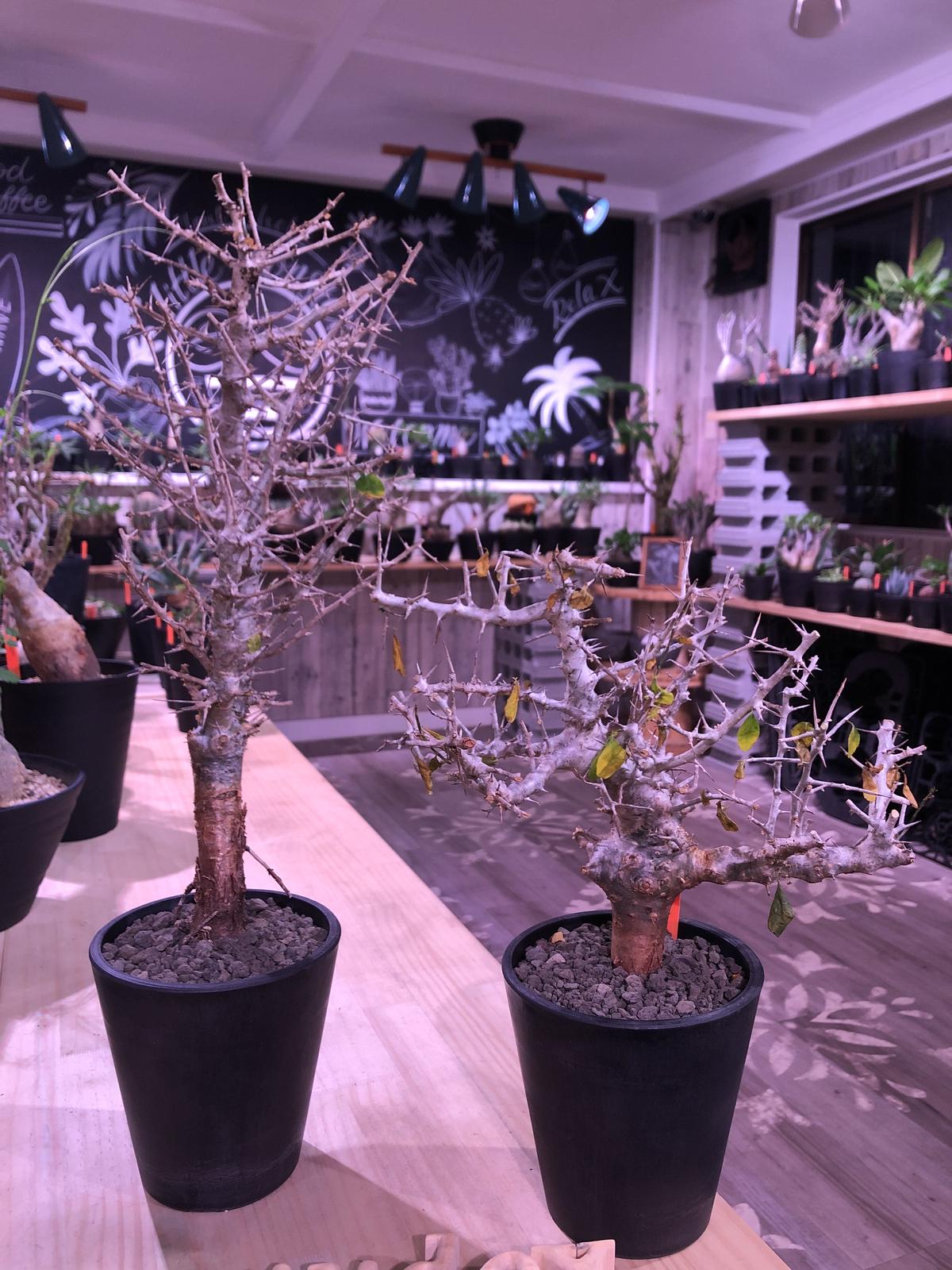 commiphora simplicifolia《 M size》発根済み株※silve...