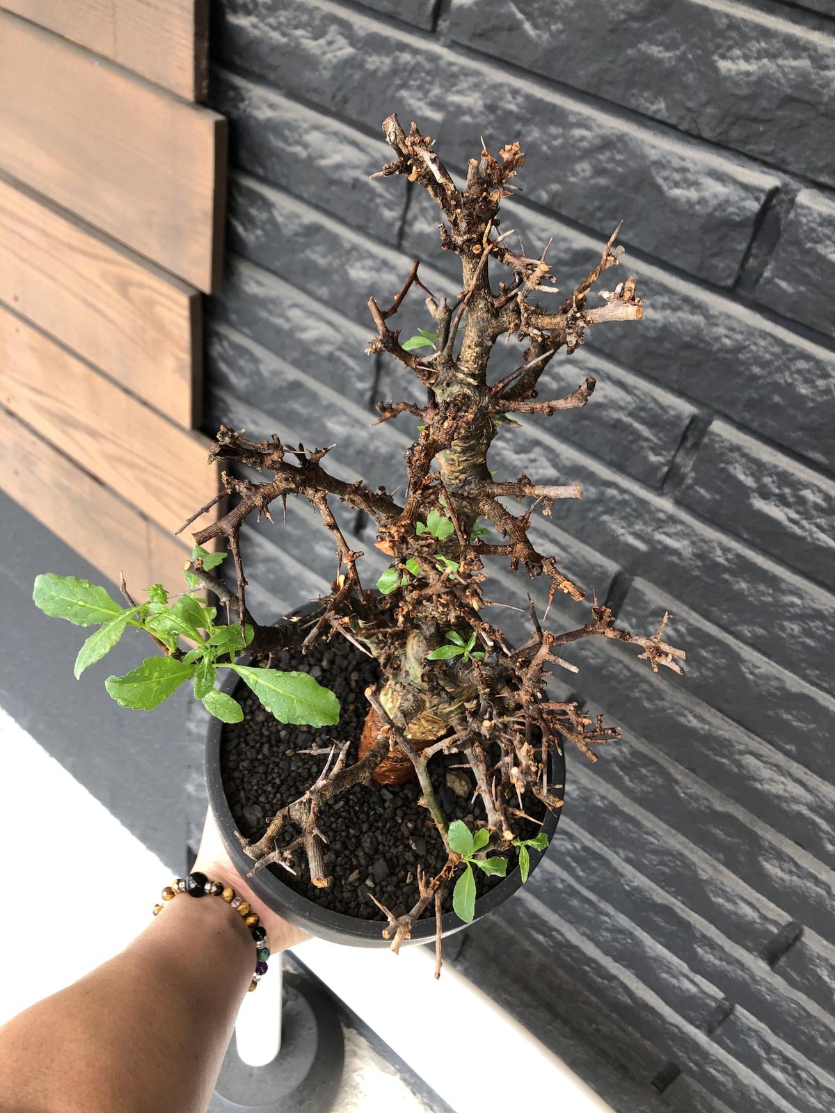 commiphora eminii《L size》※現地球発根後店主国内管理3年株※渋く大変...