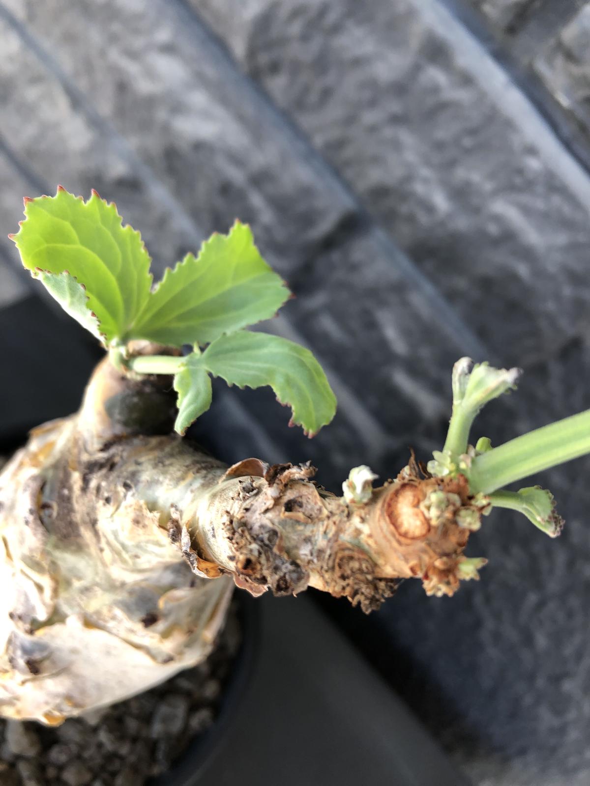 cyphostemma betiforme《 L size》※現地球発根後店主国内管理9年株※...