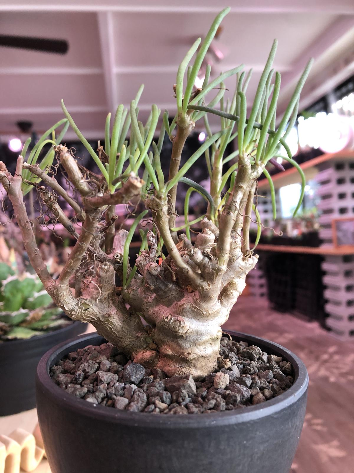 othonna protecta《L size》※現地球発根済株※今後輸入が厳しく流通少ない美...