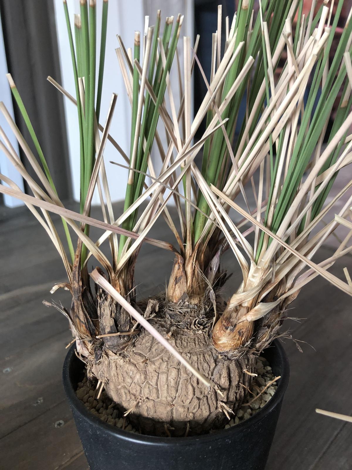 calibanus hookeri《M size》 | plants holic ...