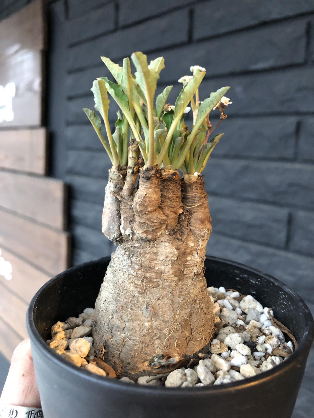 euphorbia fish bone《M size》 | plants holic ...