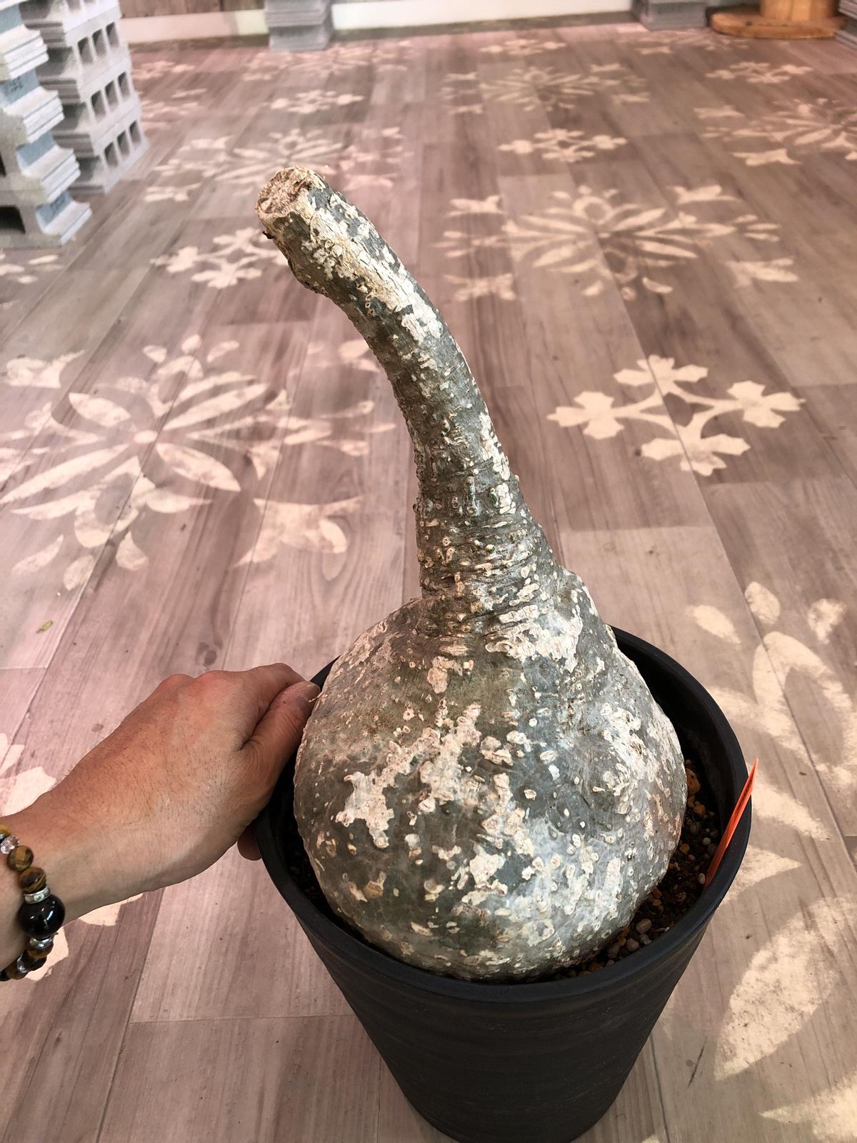 adenia stylosa《XL size》 | plants holic ...