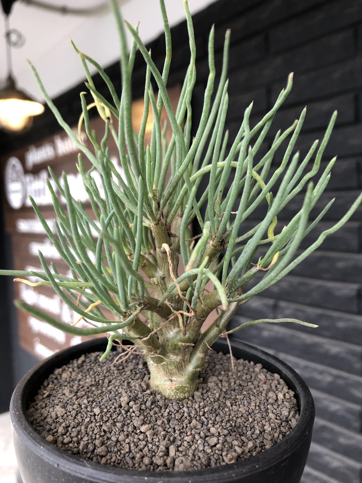 othonna protecta littmon seed🌱《大きめM size》※大切に育て...