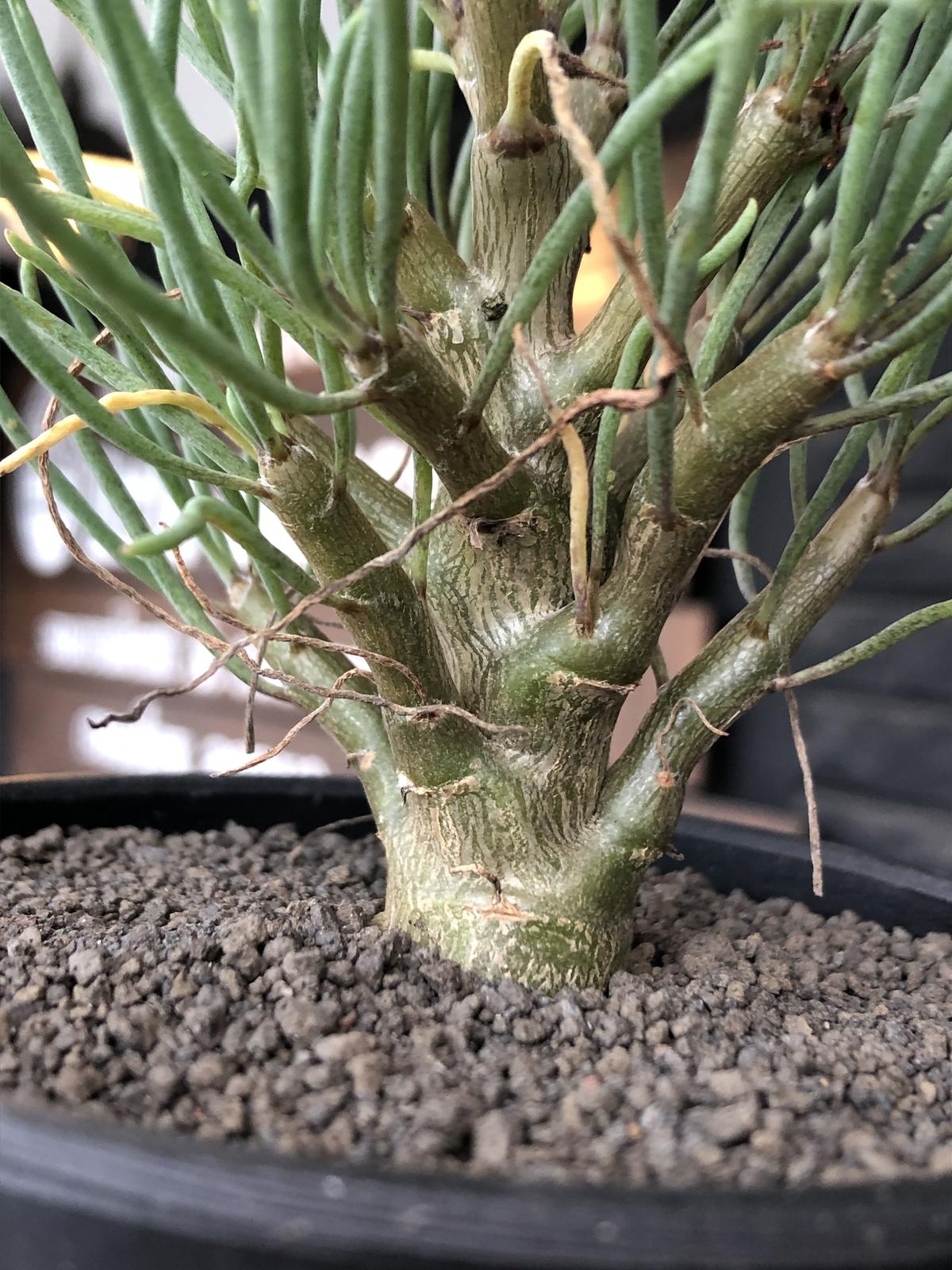 othonna protecta littmon seed🌱《大きめM size》※大切に育て...