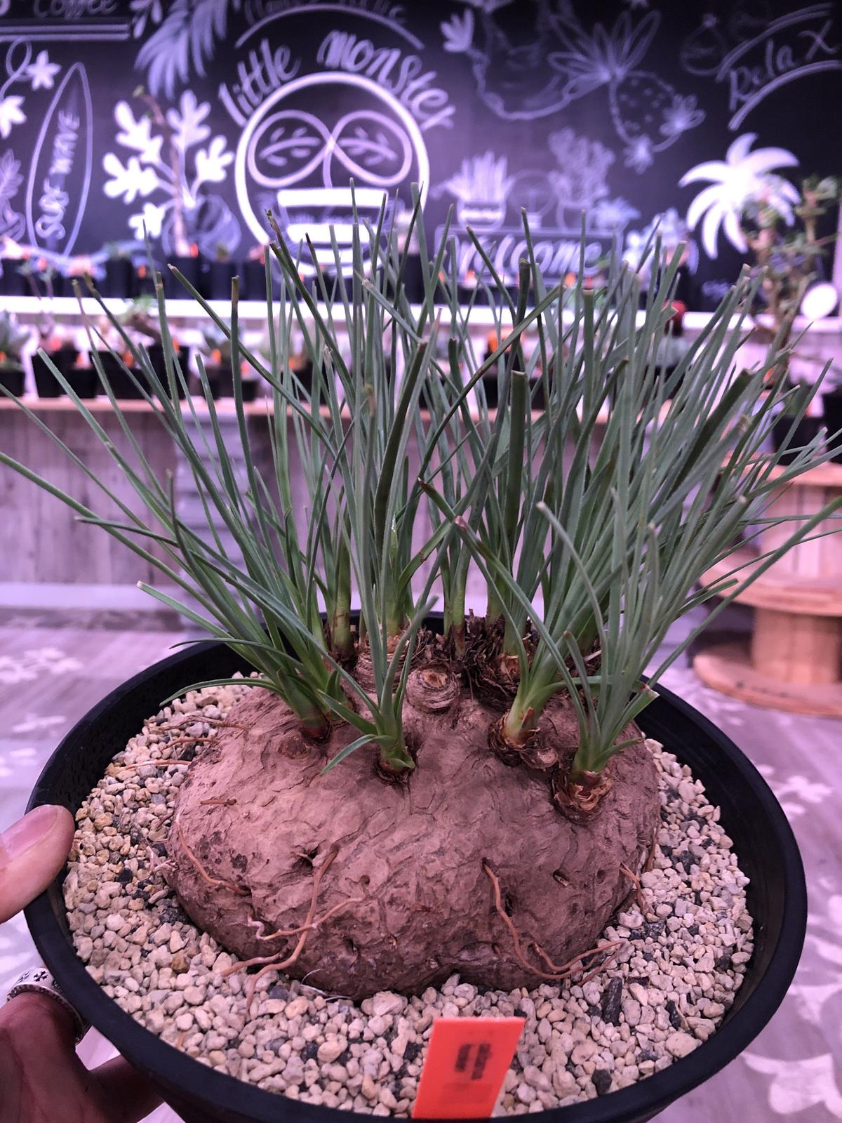calibanus hookeri《L size》希少・極美株 | plants holi...