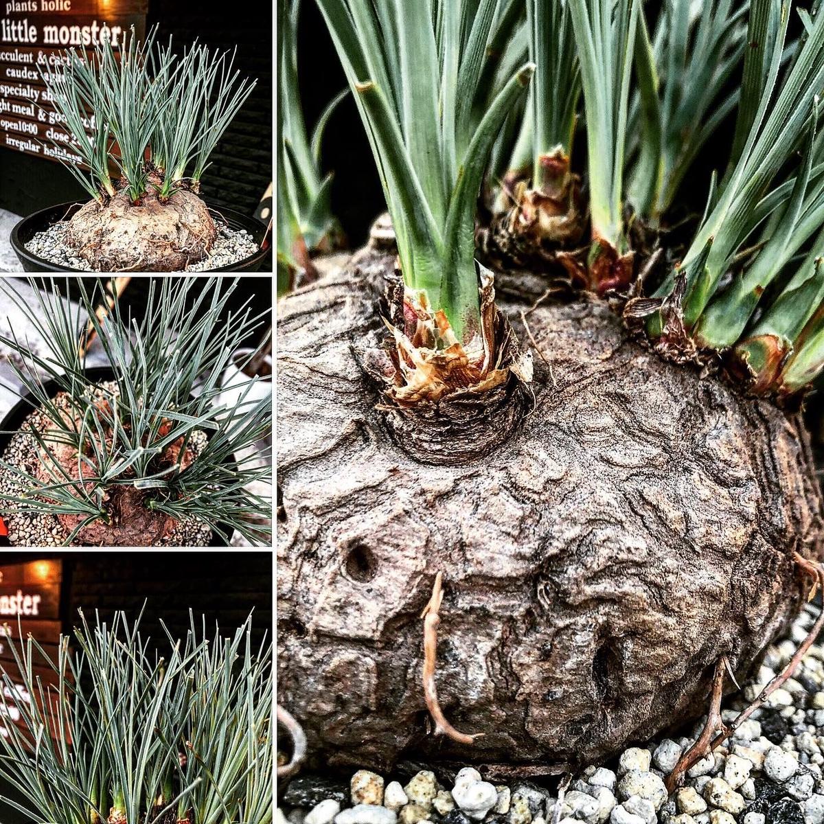 calibanus hookeri《L size》希少・極美株 | plants holi...
