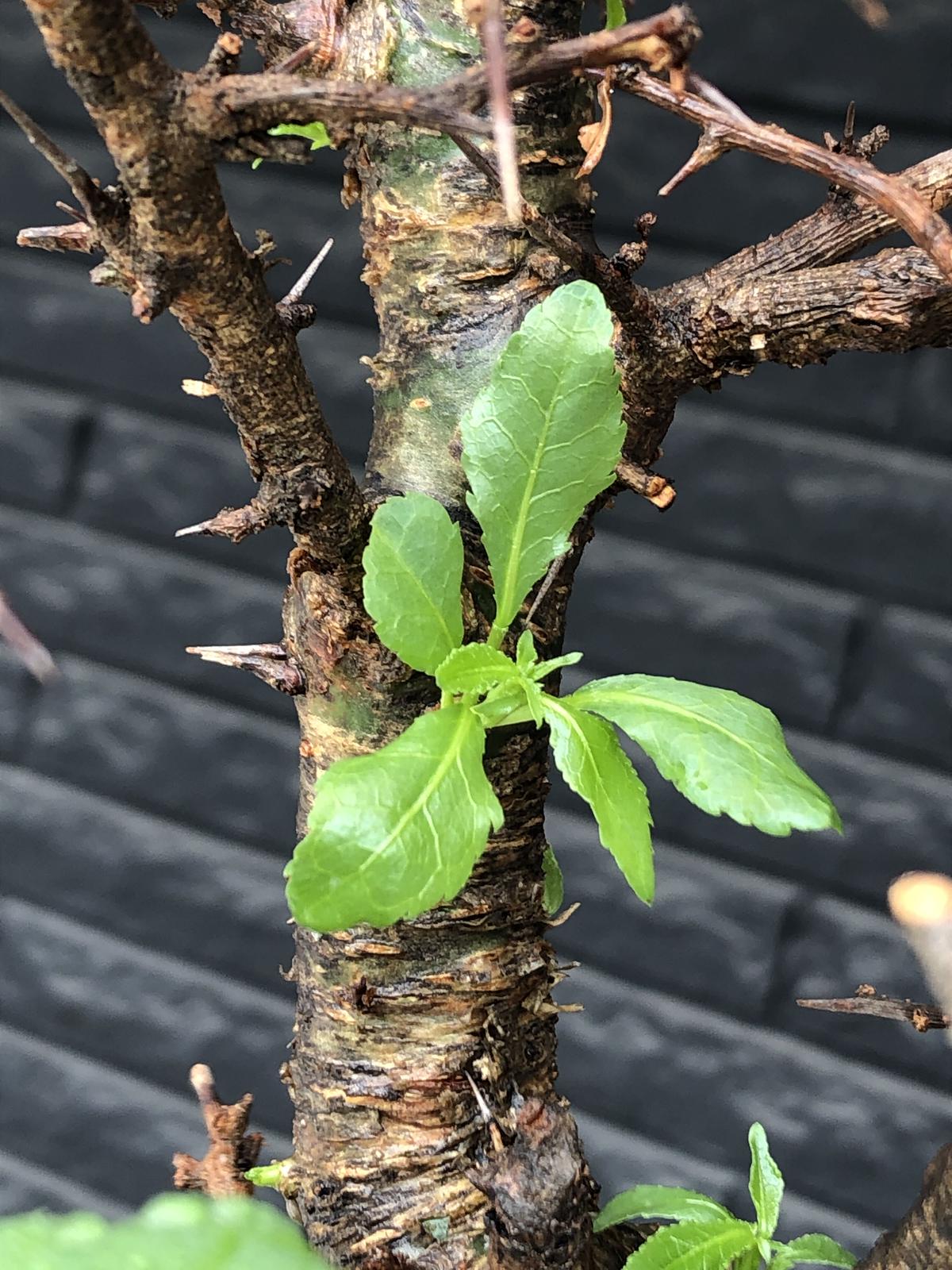commiphora eminii《L size》※現地球発根後店主国内管理3年株※渋く大変...