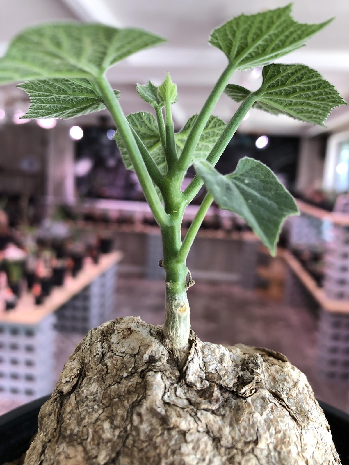 cyphostemma pachypus《L size》 | plants holic...