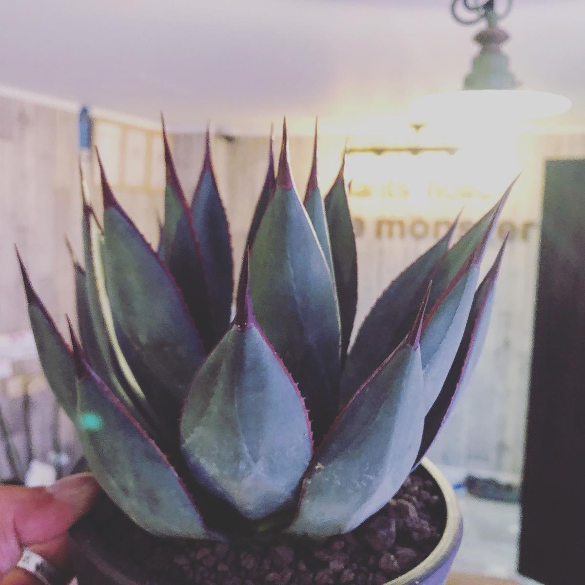 agave blue ember | plants holic "little...