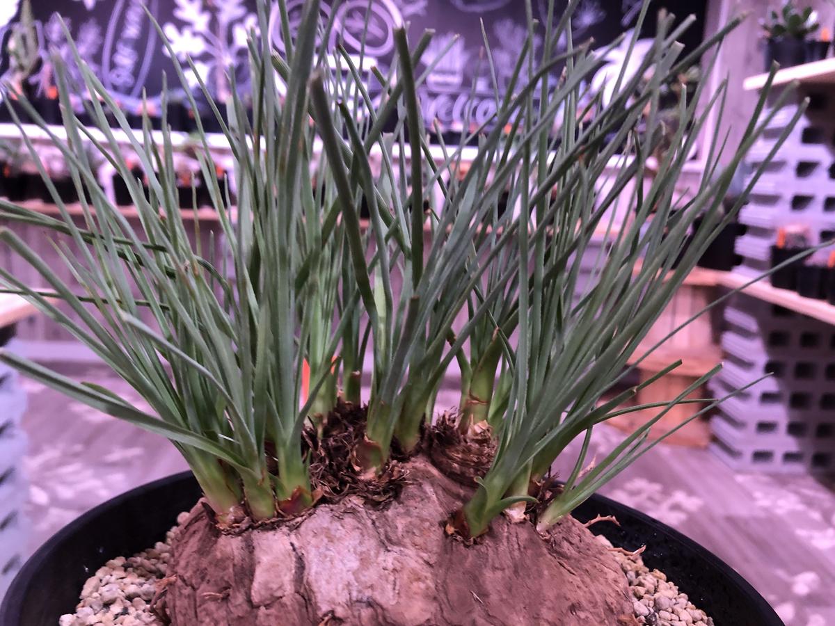 calibanus hookeri《L size》希少・極美株 | plants holi...