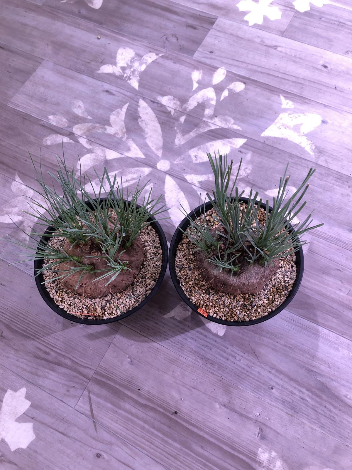 calibanus hookeri《L size》希少・極美株 | plants holi...