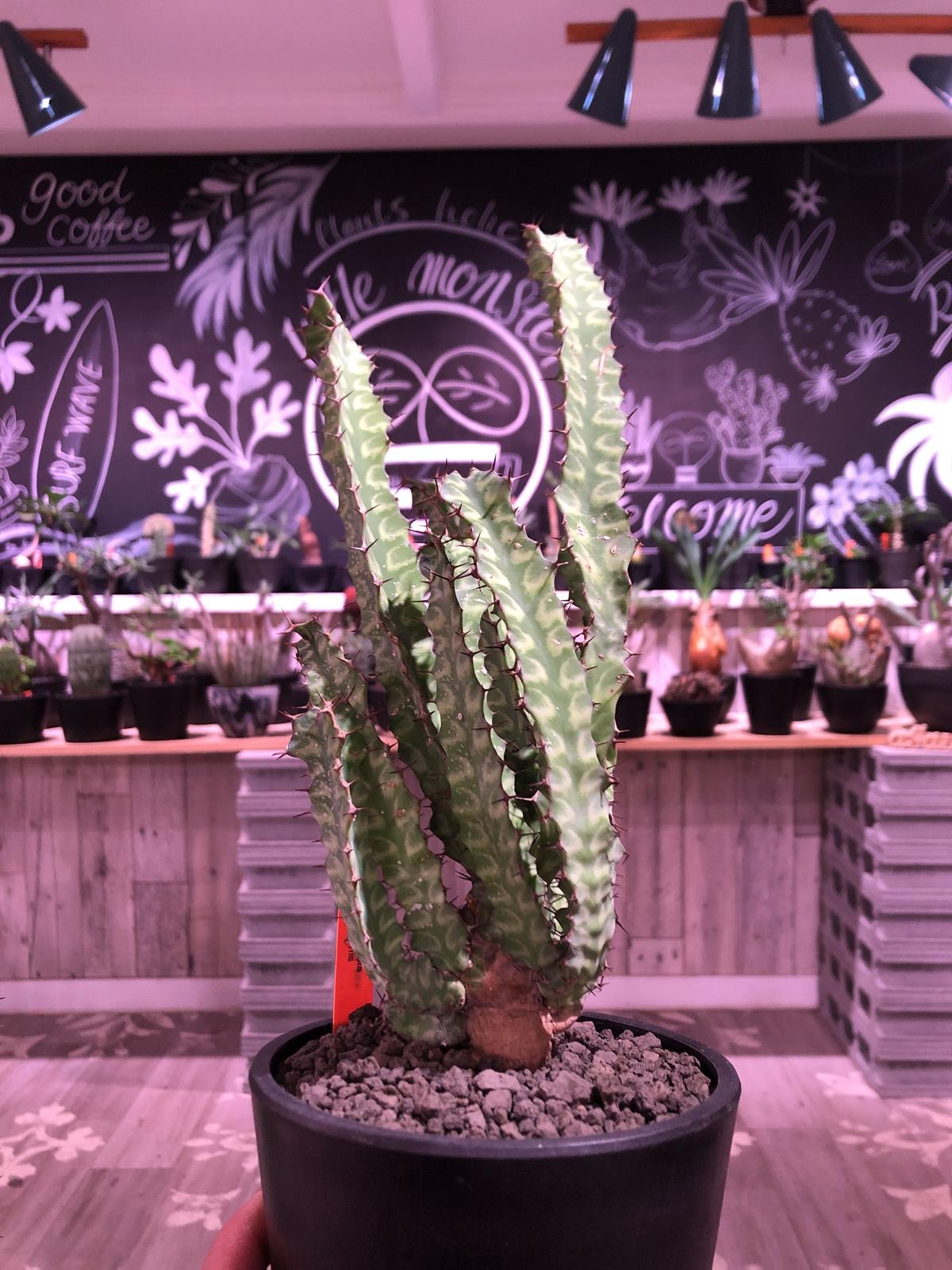 euphorbia enormis《M size》※大変カッコいい棘モノ塊根ユーフォルビア‼︎...