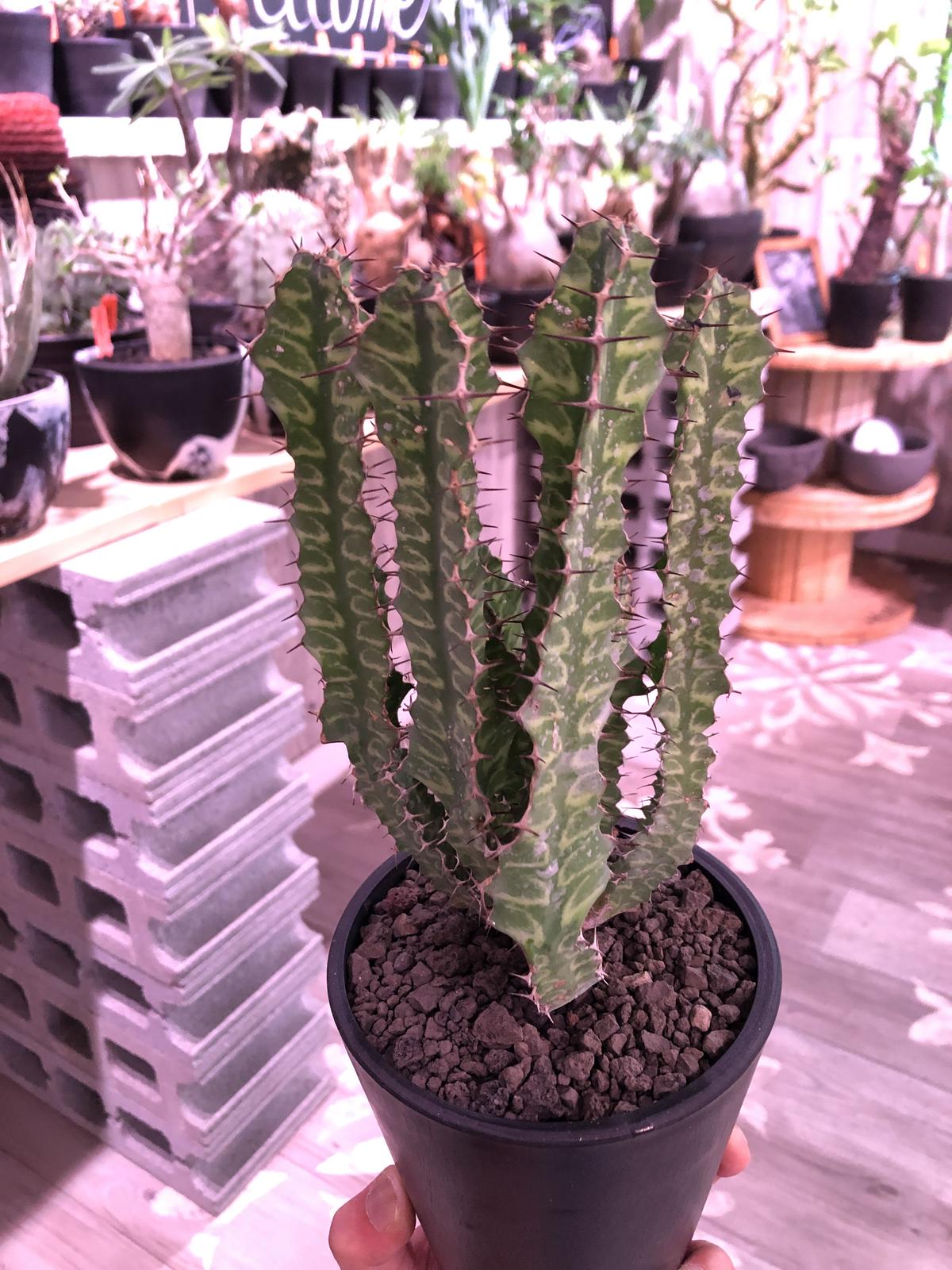 euphorbia enormis《M size》※大変カッコいい棘モノ塊根ユーフォルビア‼︎...