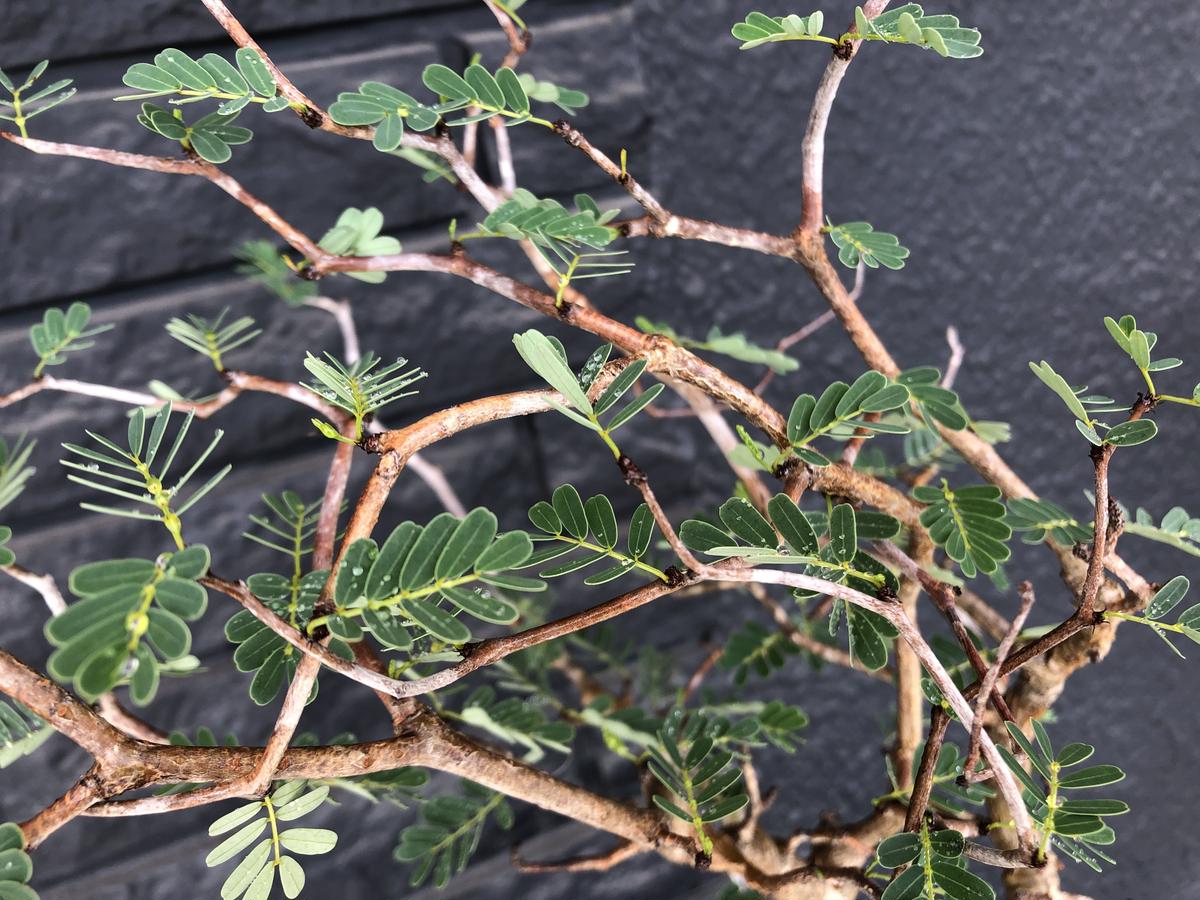 senna meridionalis《 L L size》※現地球発根済株※店主国内管理...