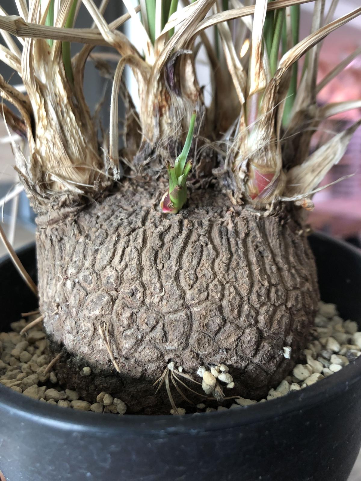 calibanus hookeri《M size》 | plants holic ...