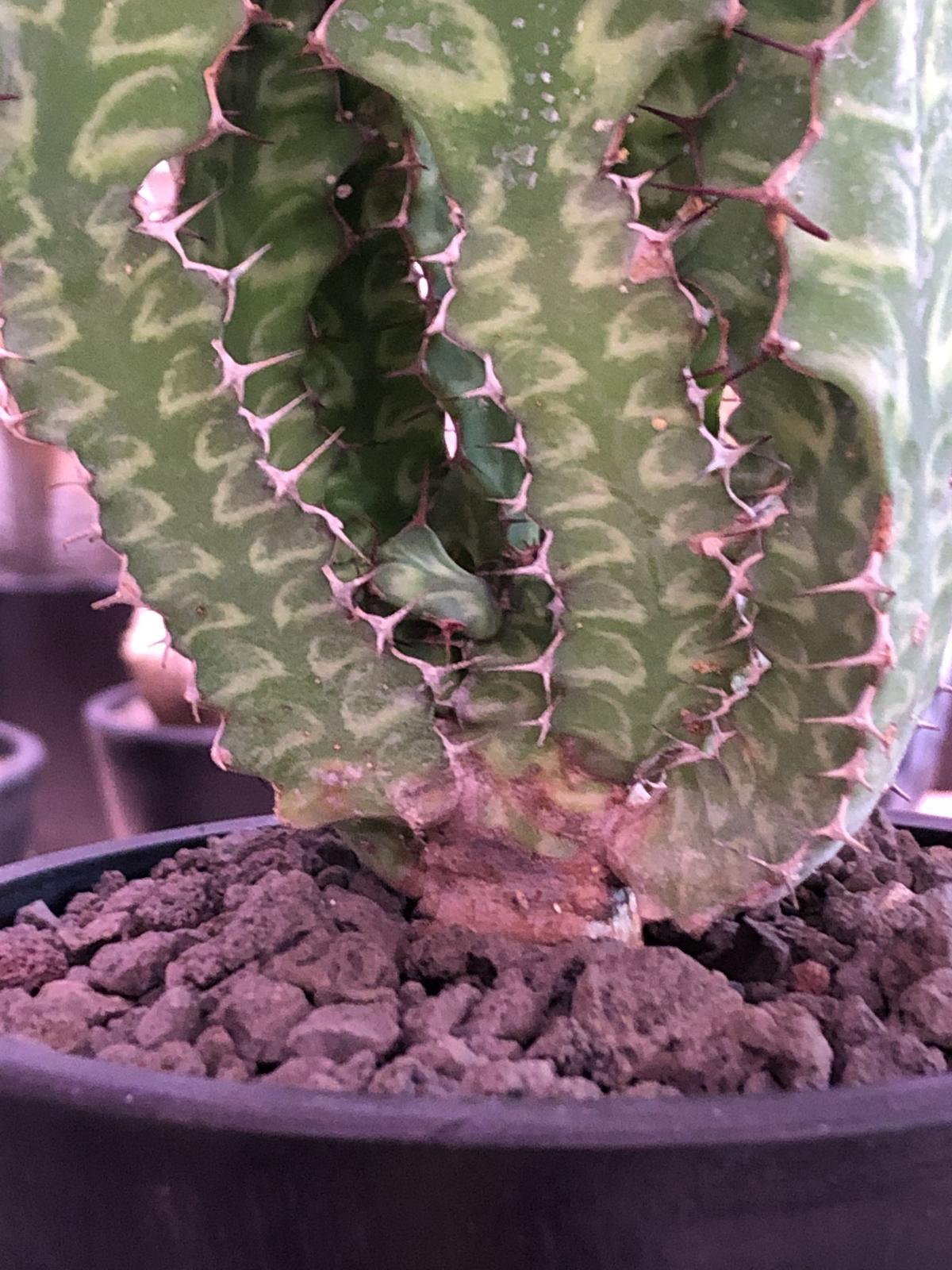euphorbia enormis《M size》※大変カッコいい棘モノ塊根ユーフォルビア‼︎...