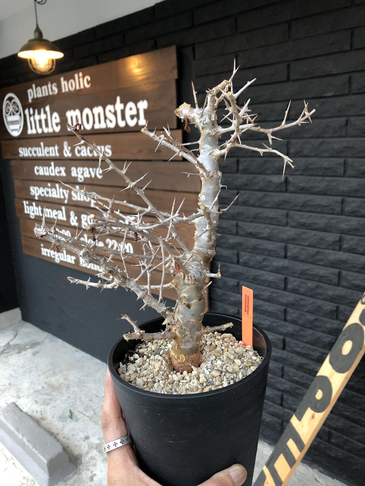 commiphora simplicifolia《M size》シルバーの枝と棘‼︎ | p...