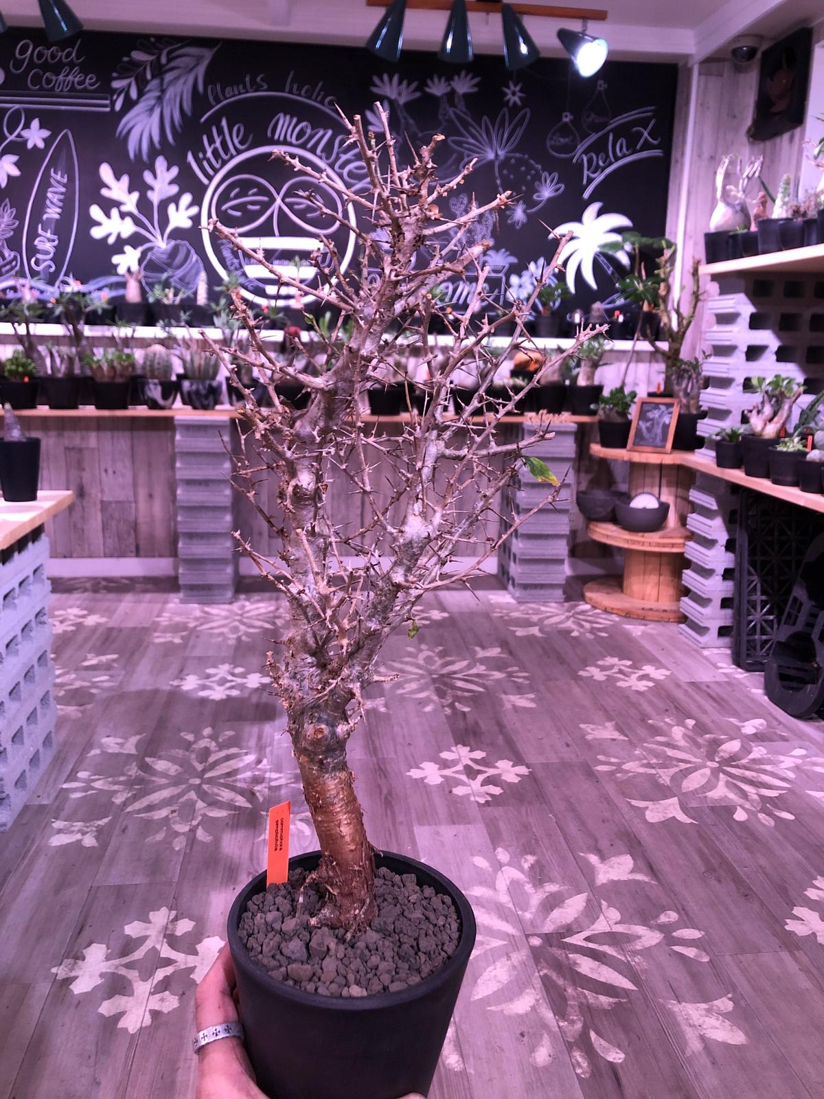 commiphora simplicifolia《 M size》発根済み株※silve...