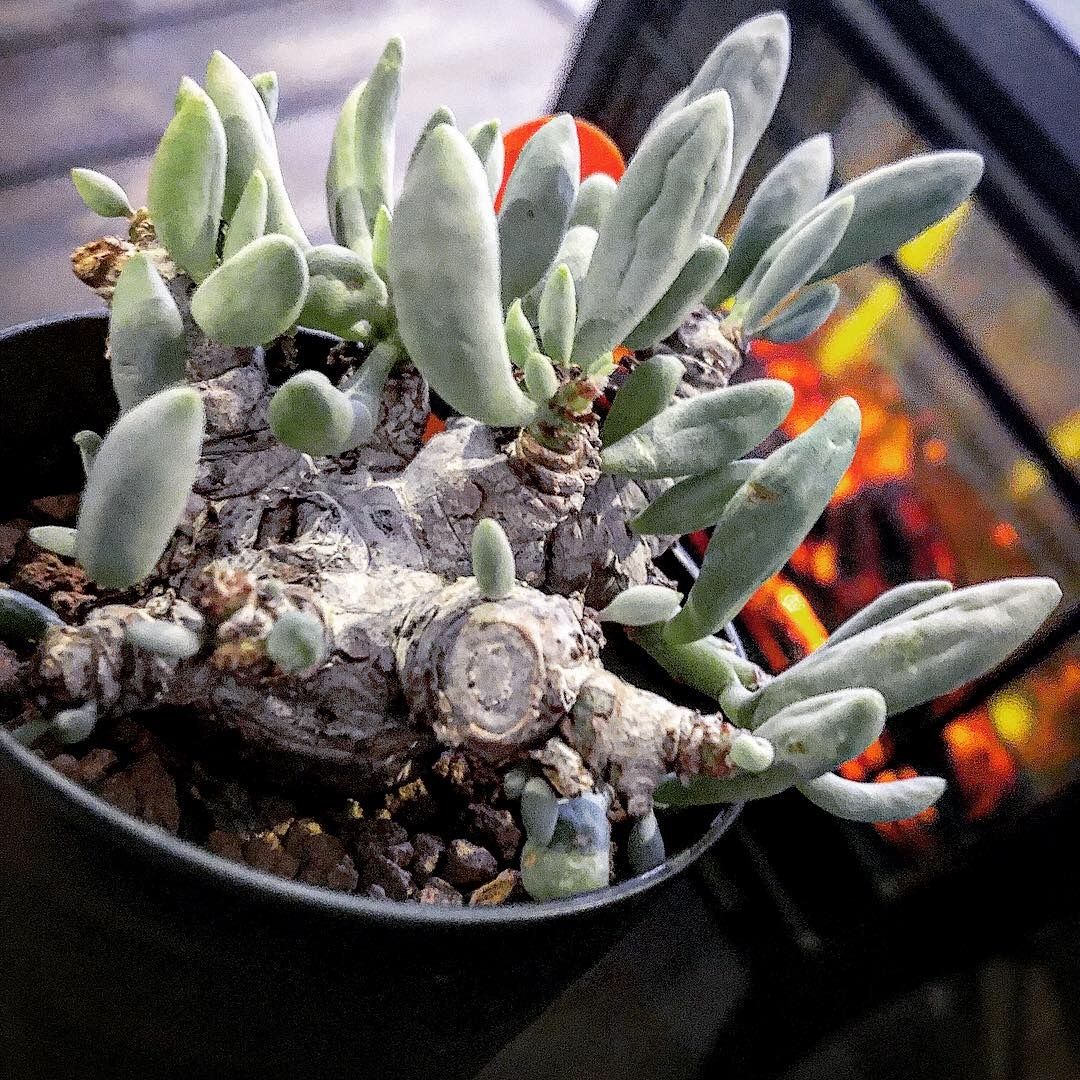 othonna clavifolia《M size》 | plants holic ...