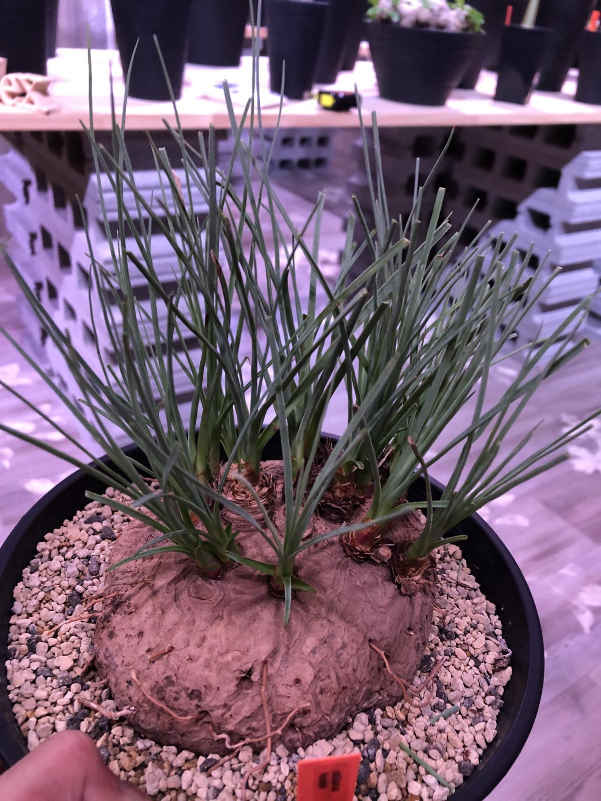 calibanus hookeri《L size》希少・極美株 | plants holi...