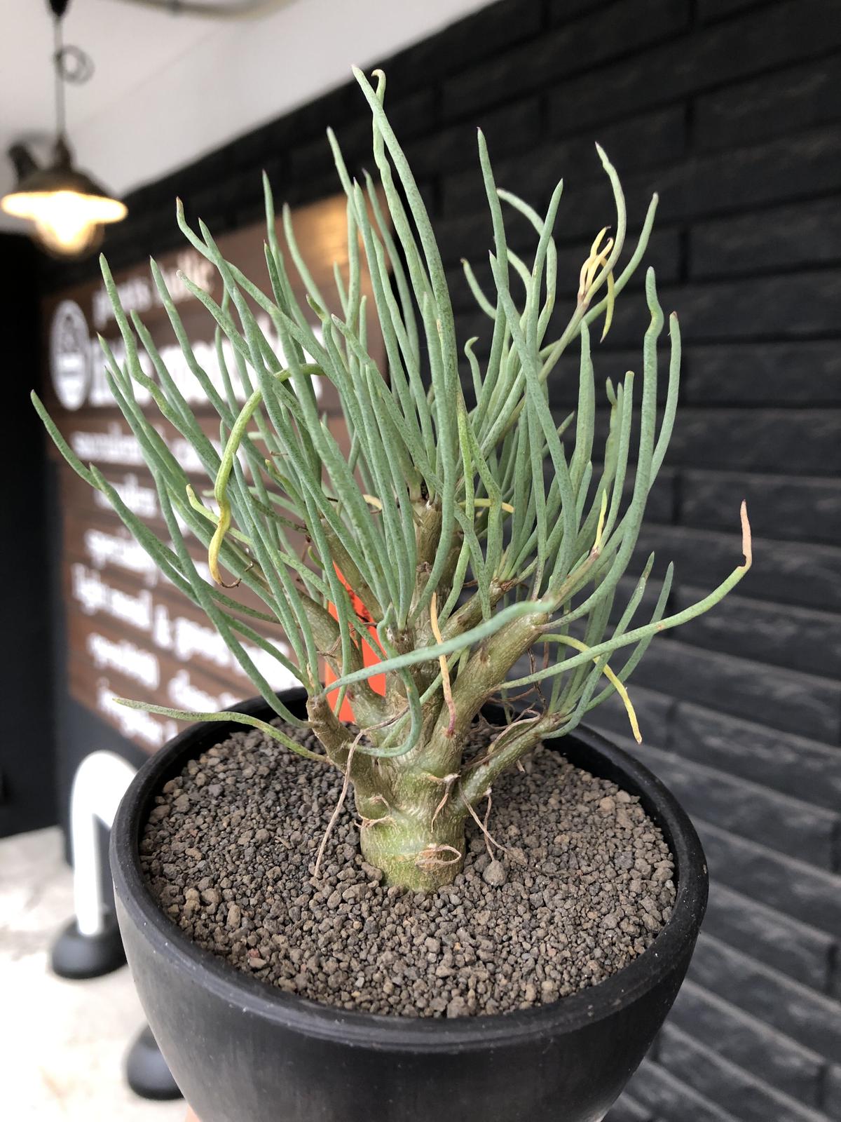 othonna protecta littmon seed🌱《大きめM size》※大切に育て...