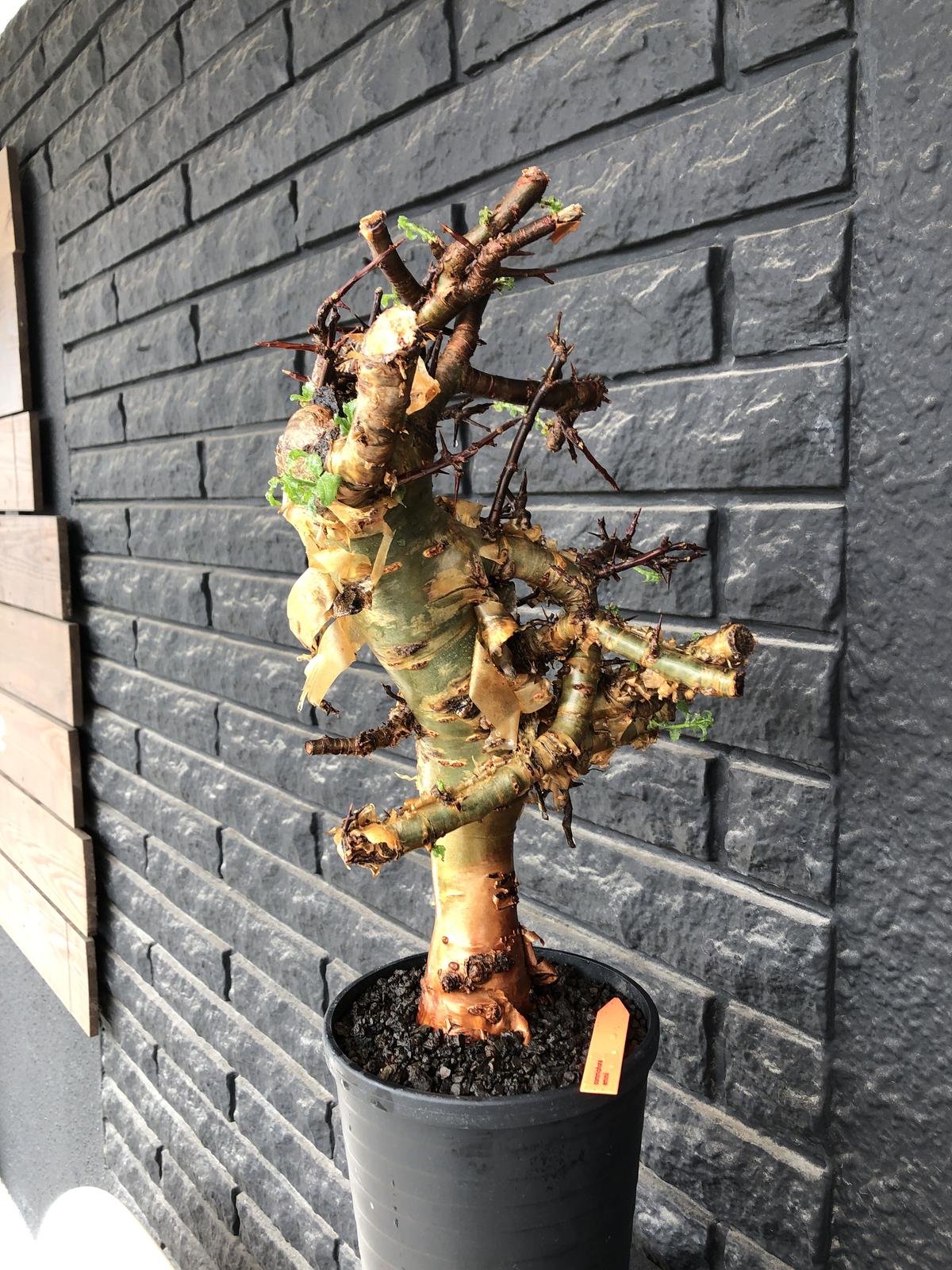 commiphora eminii《LL size》※現地球発根後店主国内管理6年株※極太幹を...