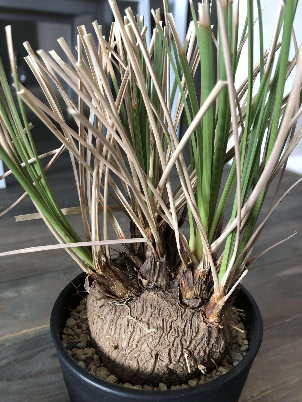 calibanus hookeri《M size》 | plants holic ...