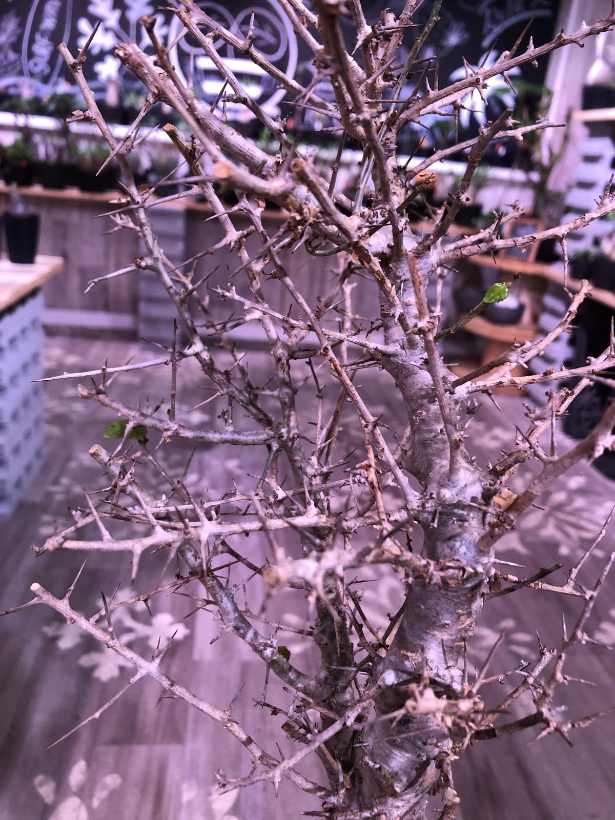 commiphora simplicifolia《 M size》発根済み株※silve...