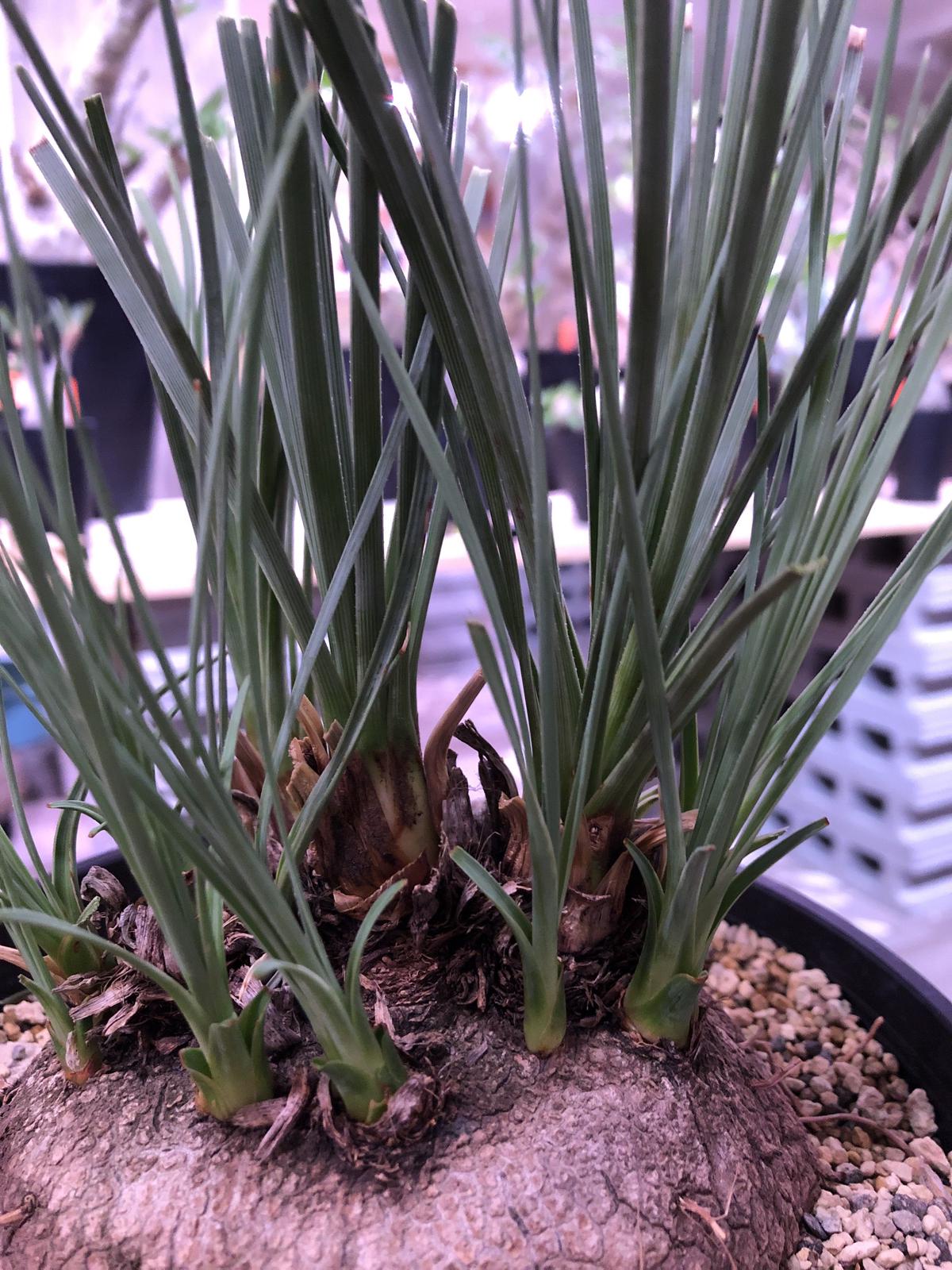 calibanus hookeri《L size》希少・極美株 | plants holi...