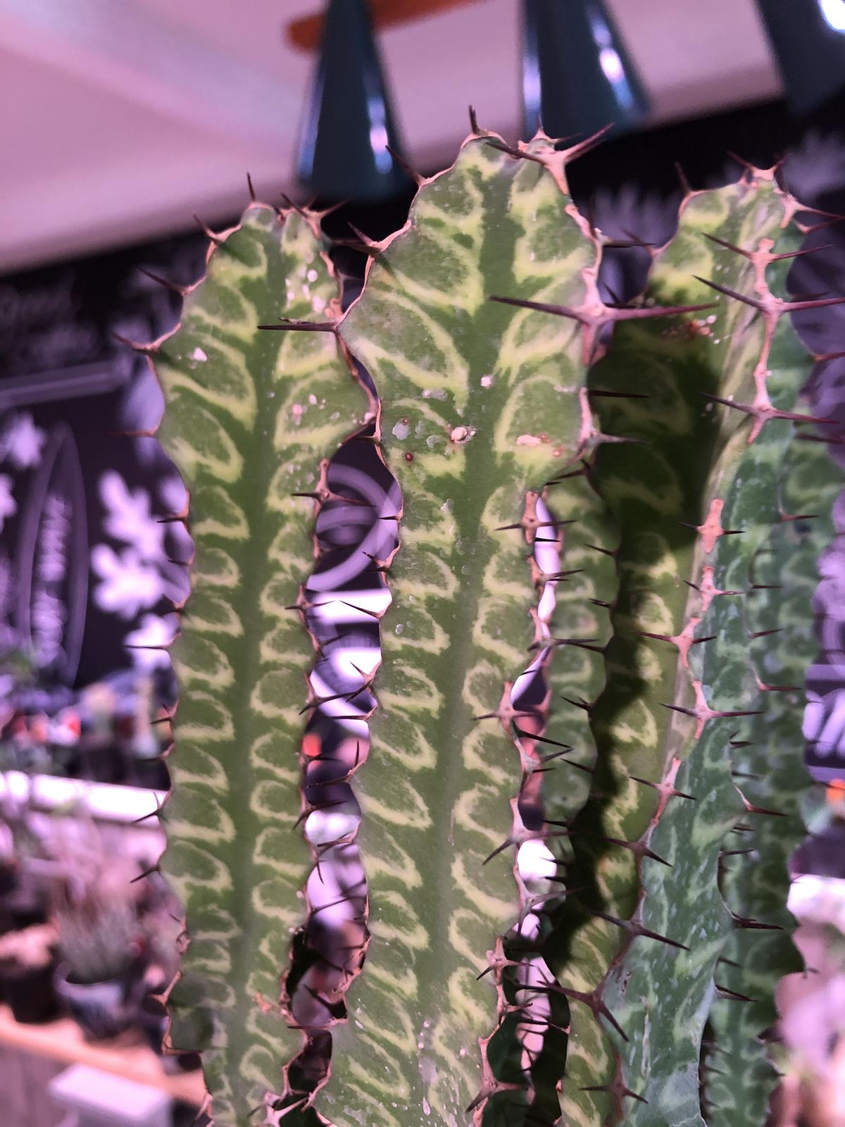 euphorbia enormis《M size》※大変カッコいい棘モノ塊根ユーフォルビア‼︎...