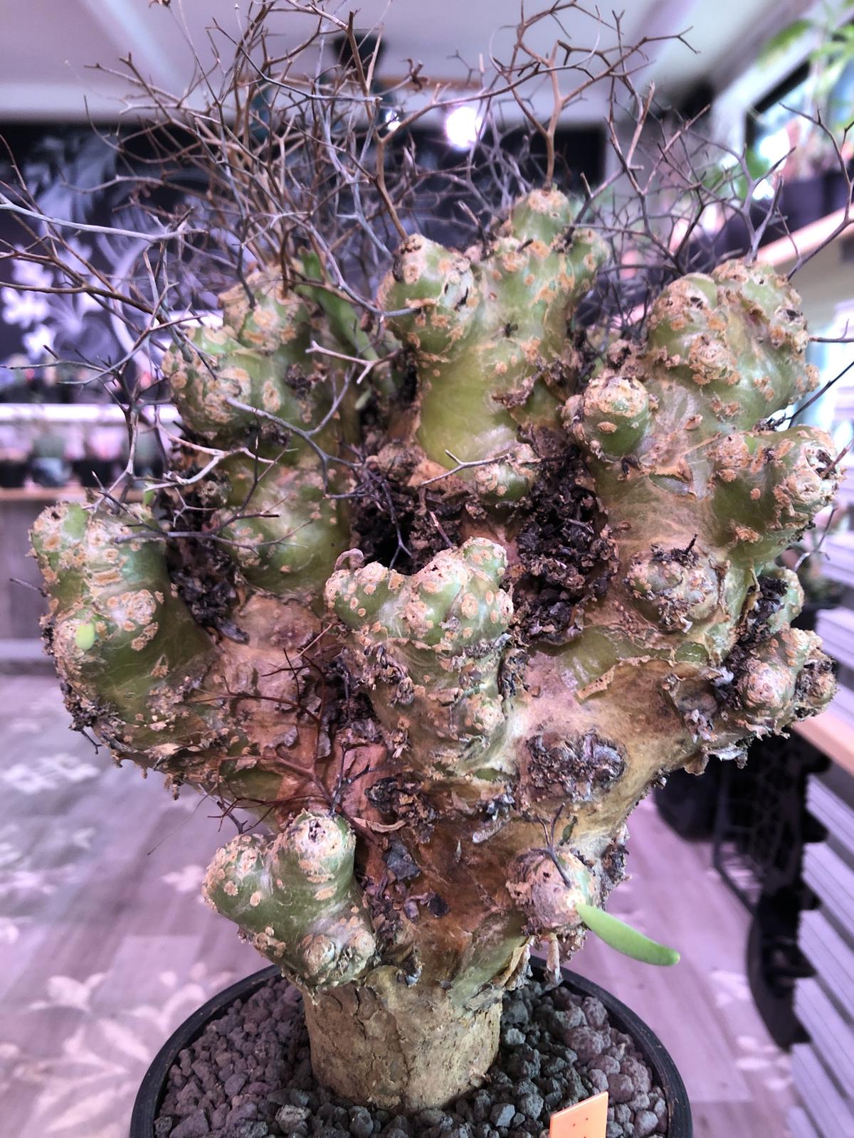 tylecodon reticulatus《L L size》現地球発根済株※店主国内管...